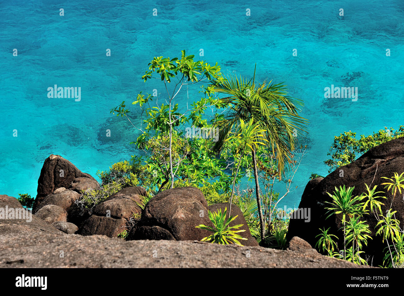 Island Mahé, Anse Major Nature Trail, Seychelles Stock Photo - Alamy