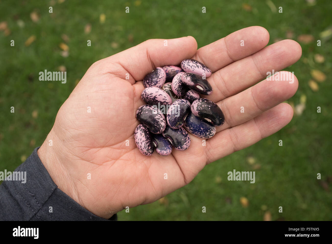 Runner bean seeds being saved for next years sowing Stock Photo - Alamy
