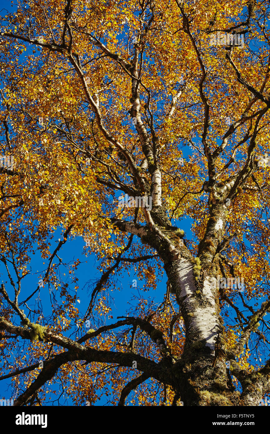 An autumnal birch tree in the southeast of the Cairngorms National Park ...