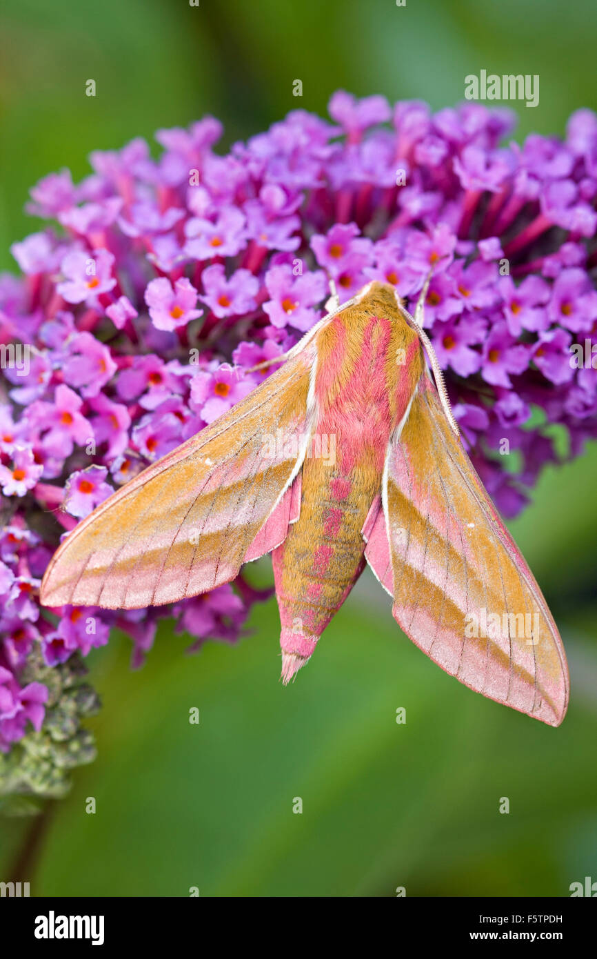Elephant Hawk-moth on Buddleia flowers - Deilephila elpenor Stock Photo ...