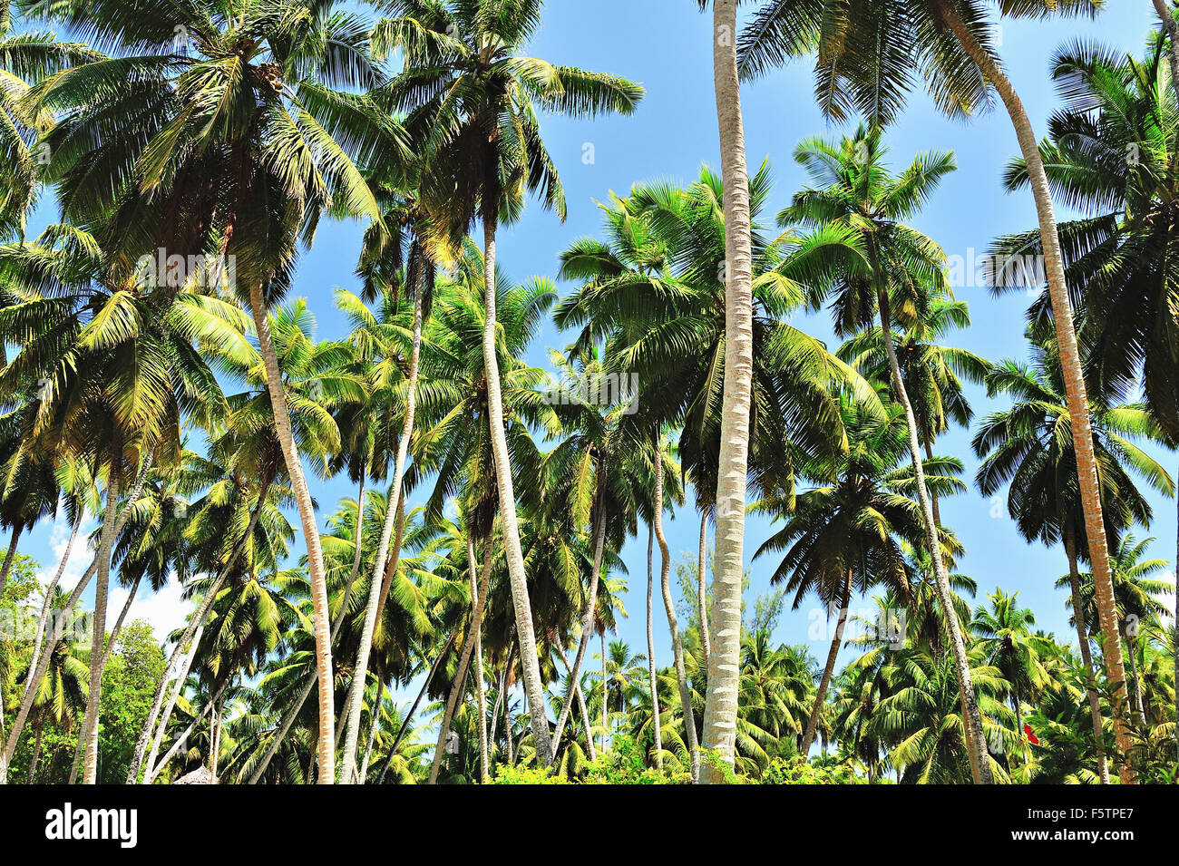 Seychelles vegetation palm trees hi-res stock photography and images ...