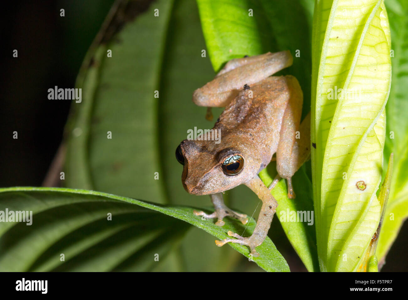 Male rain frog (Pristimantis matidiktyo) in calling position in the ...