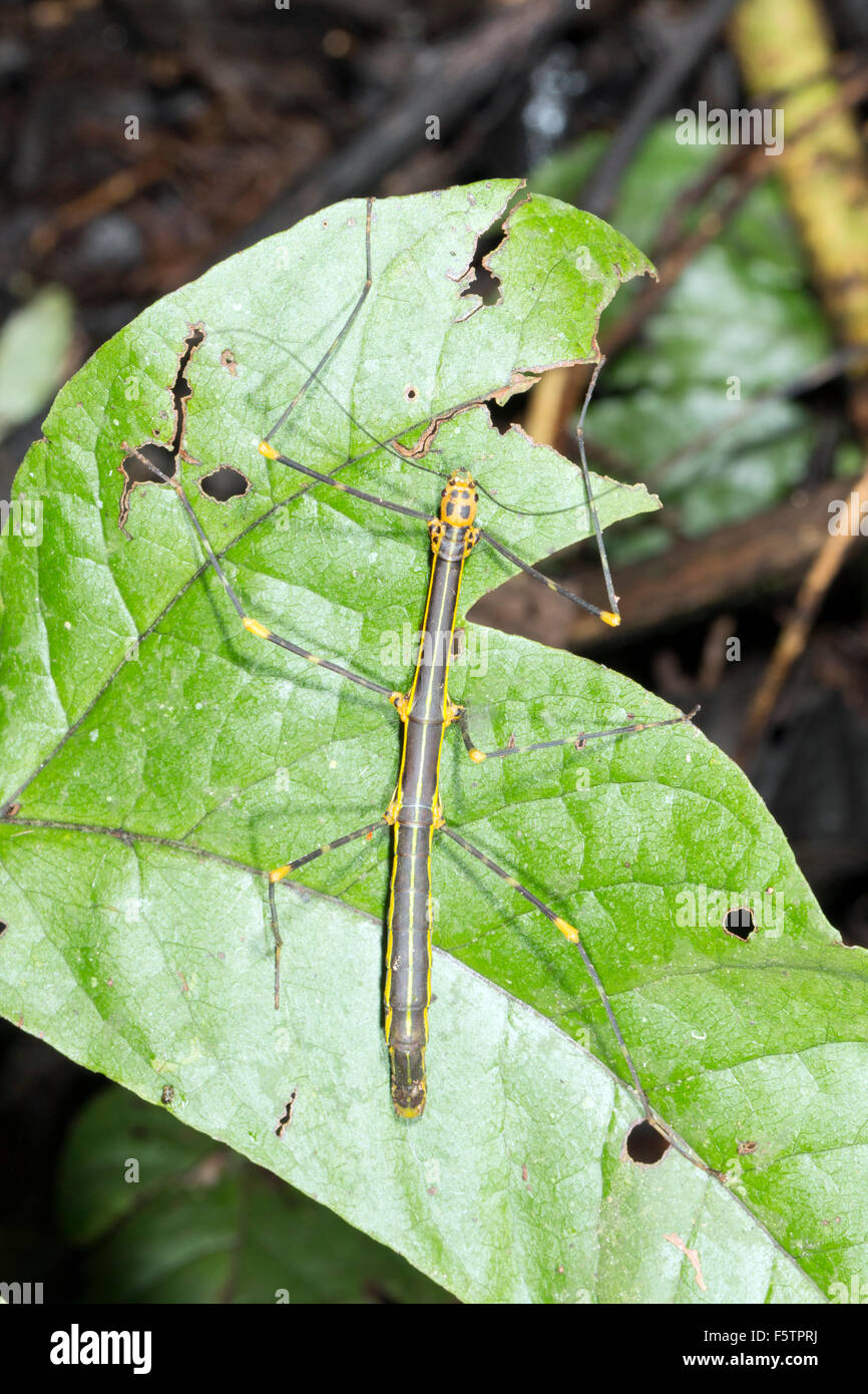 Aposematic stick insect (Oreophoetes peruana) on a leaf in the ...