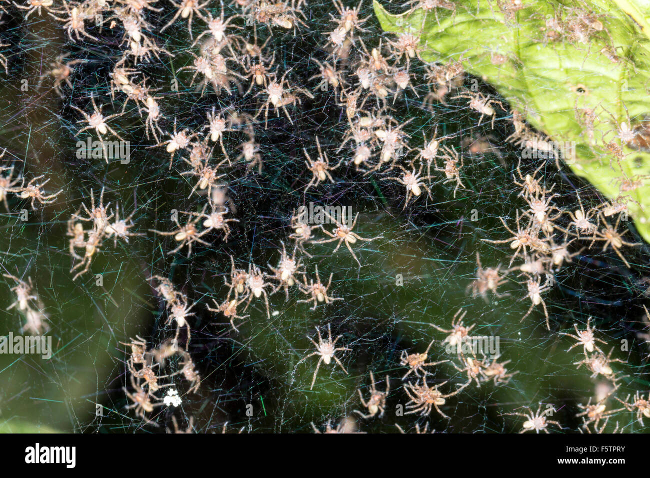 Group of newly hatched spiderlings in their web in the rainforest ...