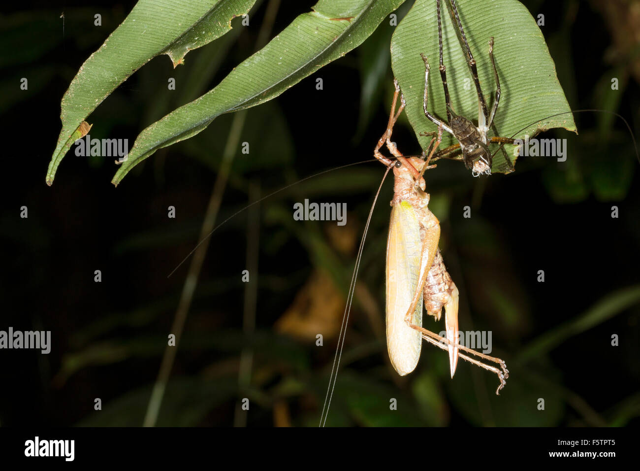 Tropical katydid changing its skin in the rainforest understory at ...