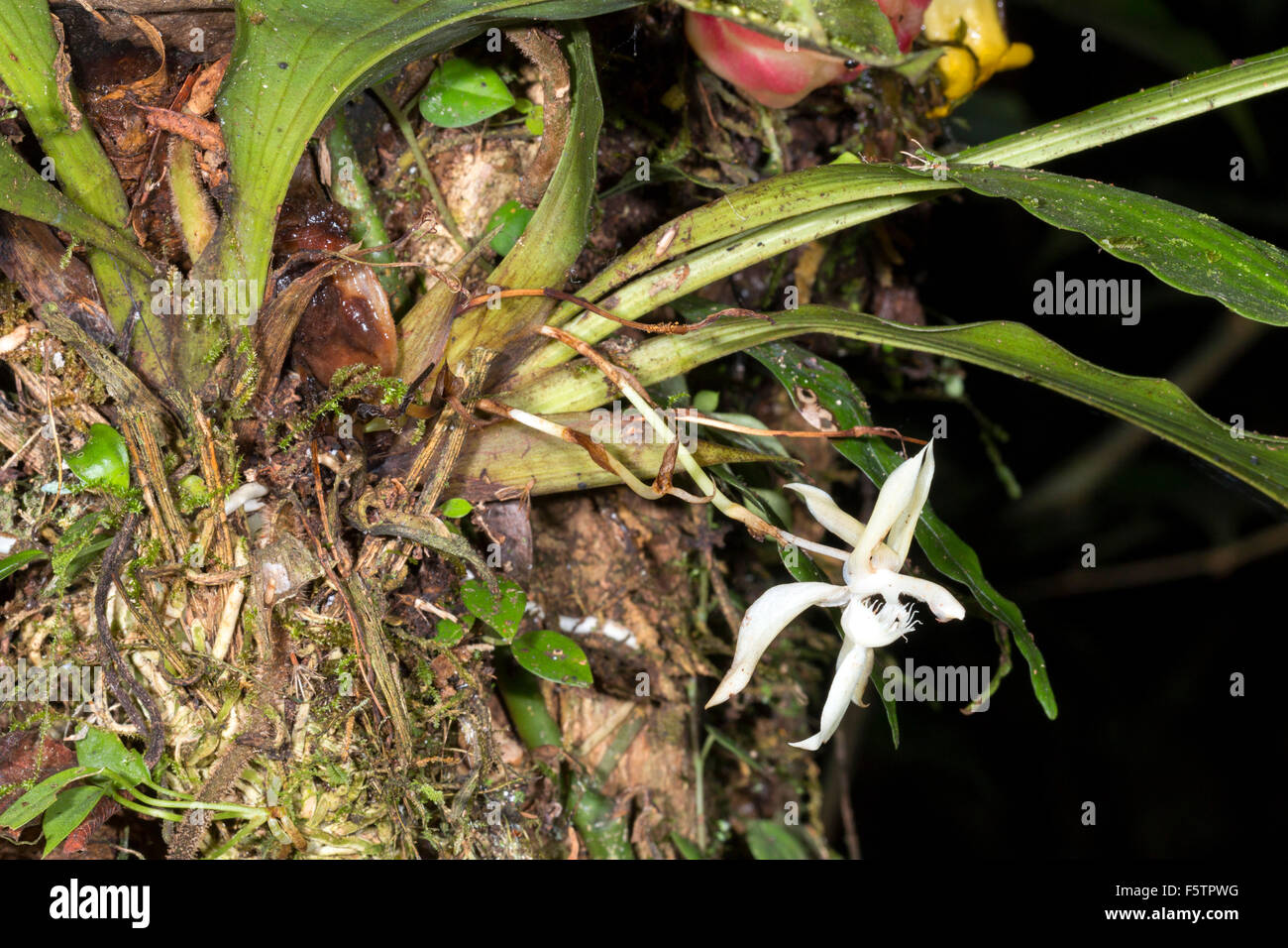 Orchid tree rainforest hi-res stock photography and images - Alamy