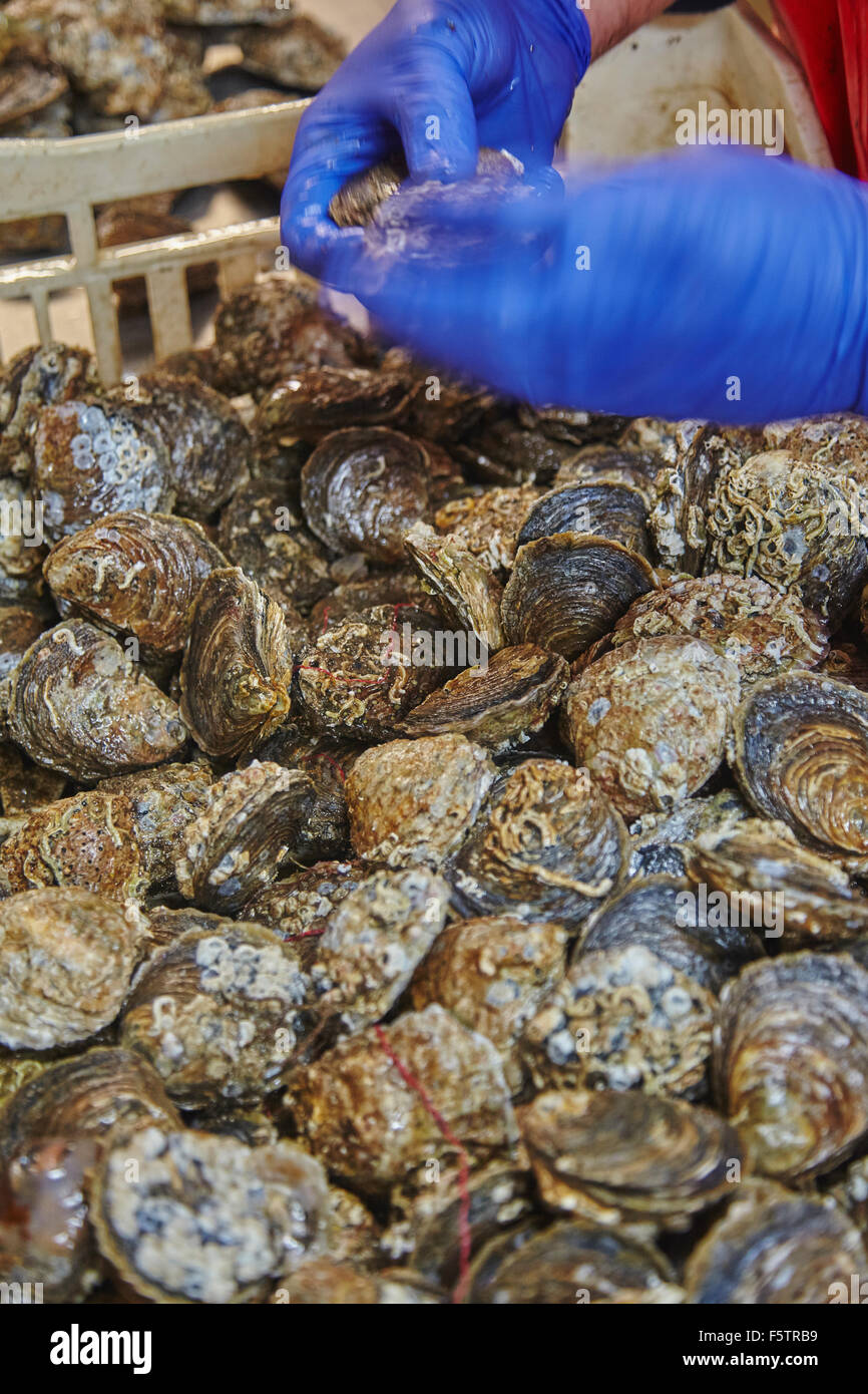 Loch fyne oyster hi-res stock photography and images - Alamy