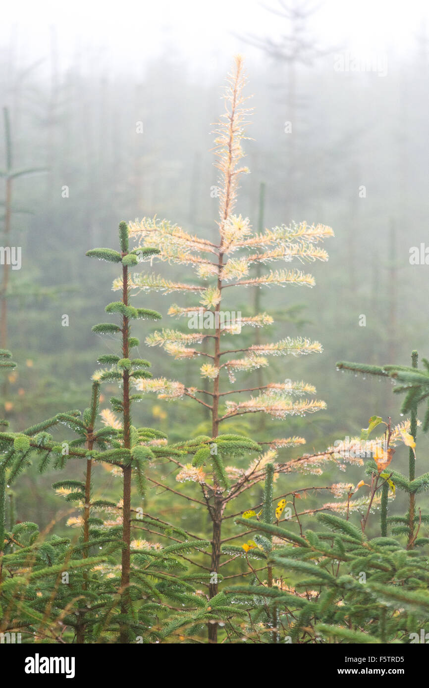 Mist uk tree hi-res stock photography and images - Alamy