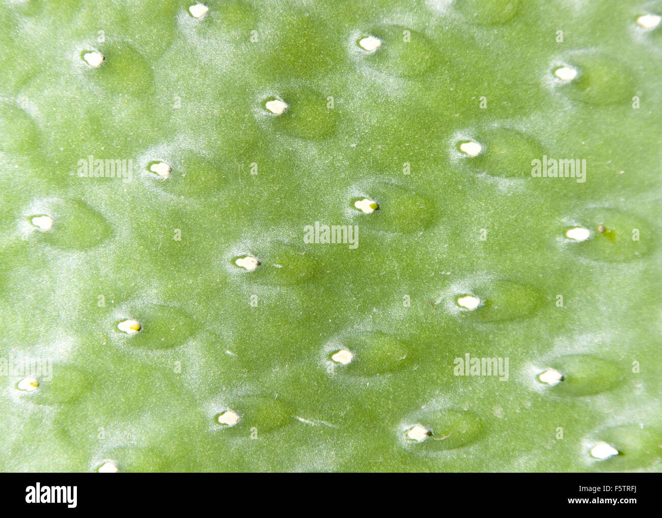Green cactus surface. Use for texture or background Stock Photo - Alamy