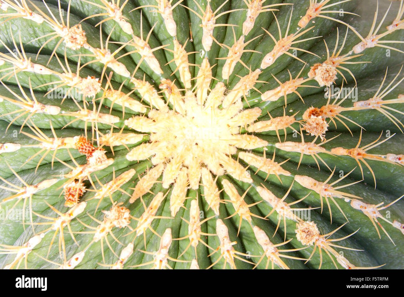 Green cactus surface. Use for texture or background Stock Photo - Alamy