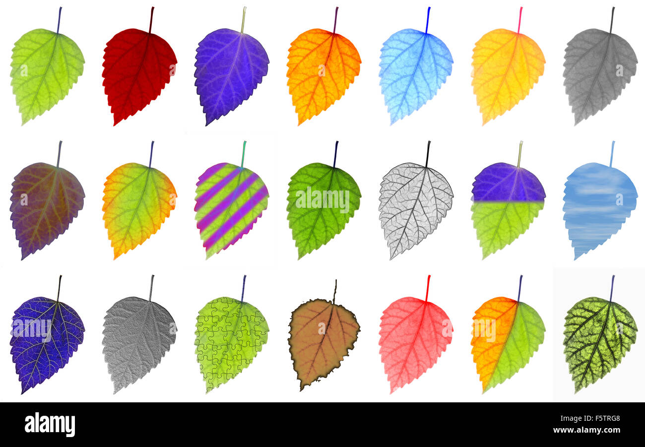Collection of lush green leaves hi-res stock photography and images - Alamy