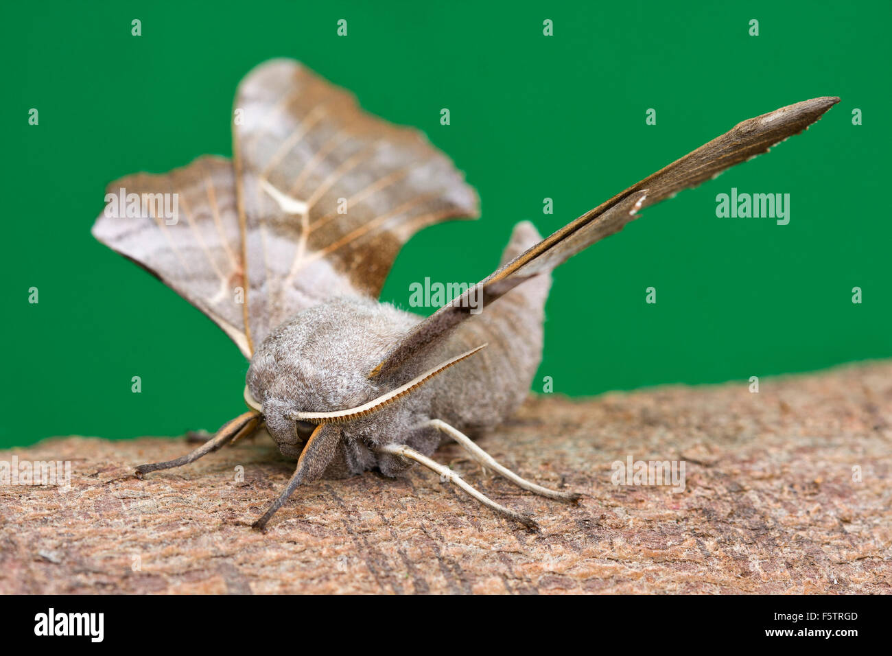 Poplar Hawk-moth - Laothoe populi Stock Photo - Alamy