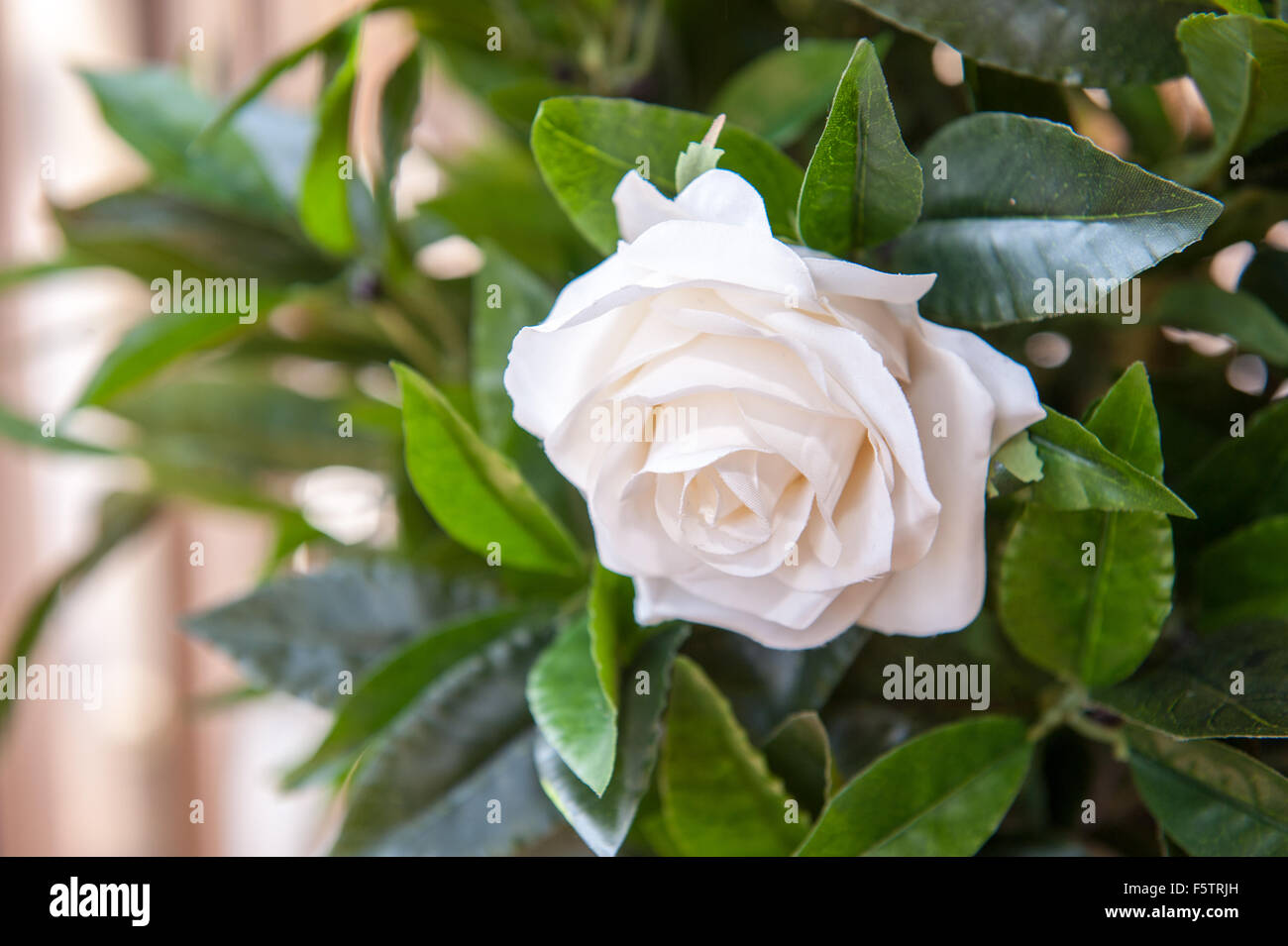 Rose flower bouquet hi-res stock photography and images - Alamy