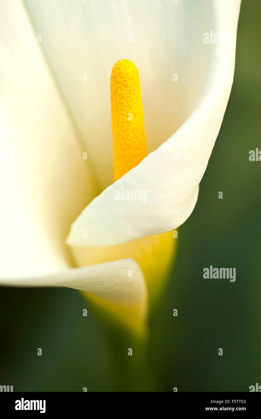 Close up arum leaves hi-res stock photography and images - Alamy