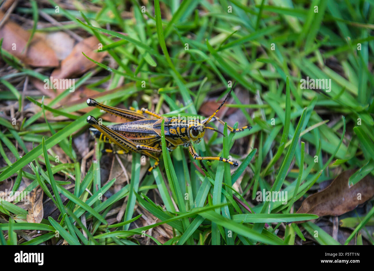 Eastern lubber grasshopper or Romala microptera guttata in grass in ...