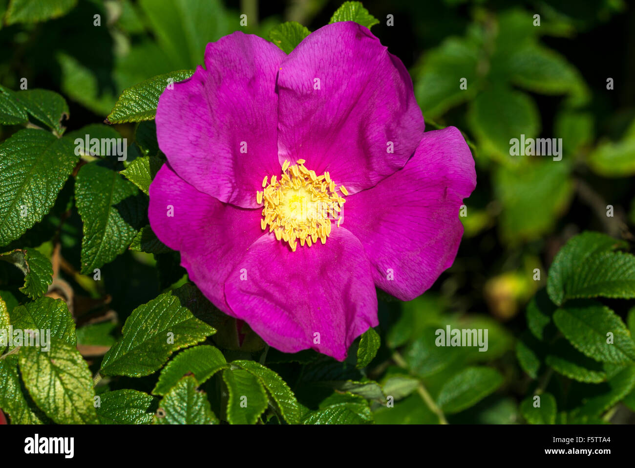 Rugosa rose hi-res stock photography and images - Alamy