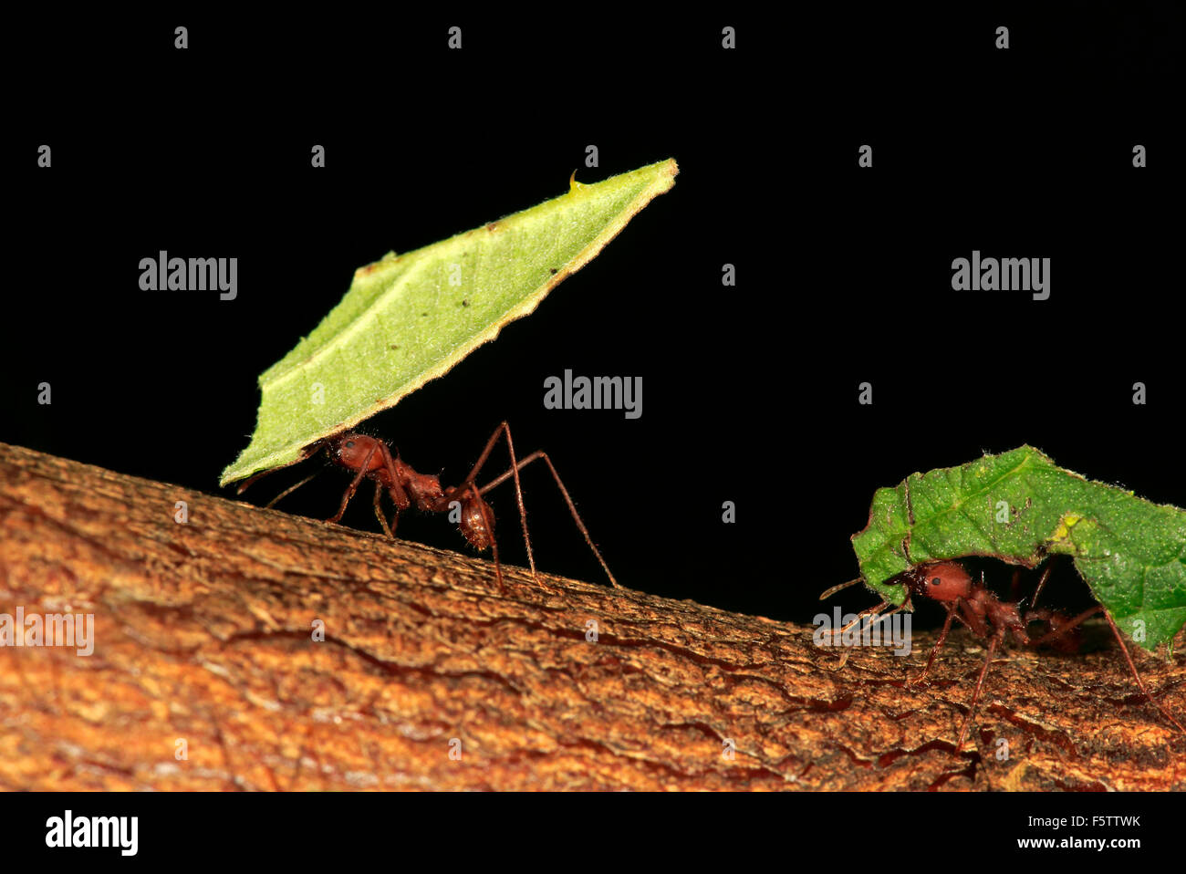 Leafcutter worker ants hi-res stock photography and images - Alamy