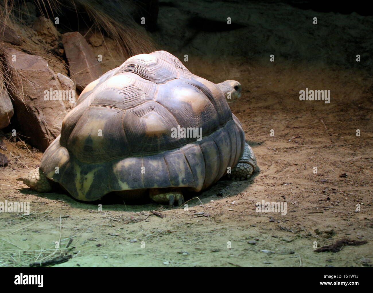 Hermann's tortoise (Testudo hermanni), native to Southeastern Europe ...