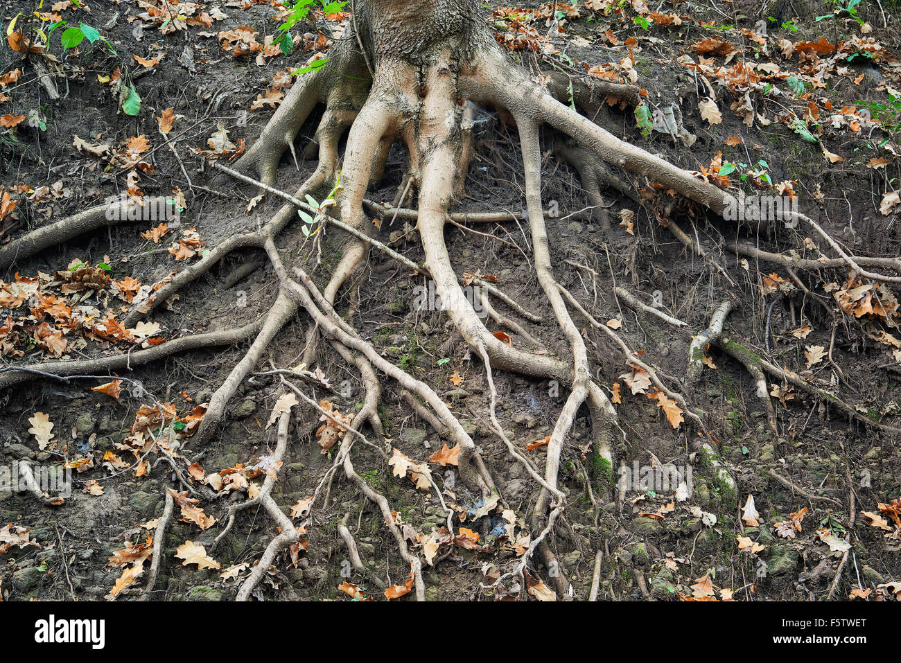 Summer root plants hi-res stock photography and images - Alamy