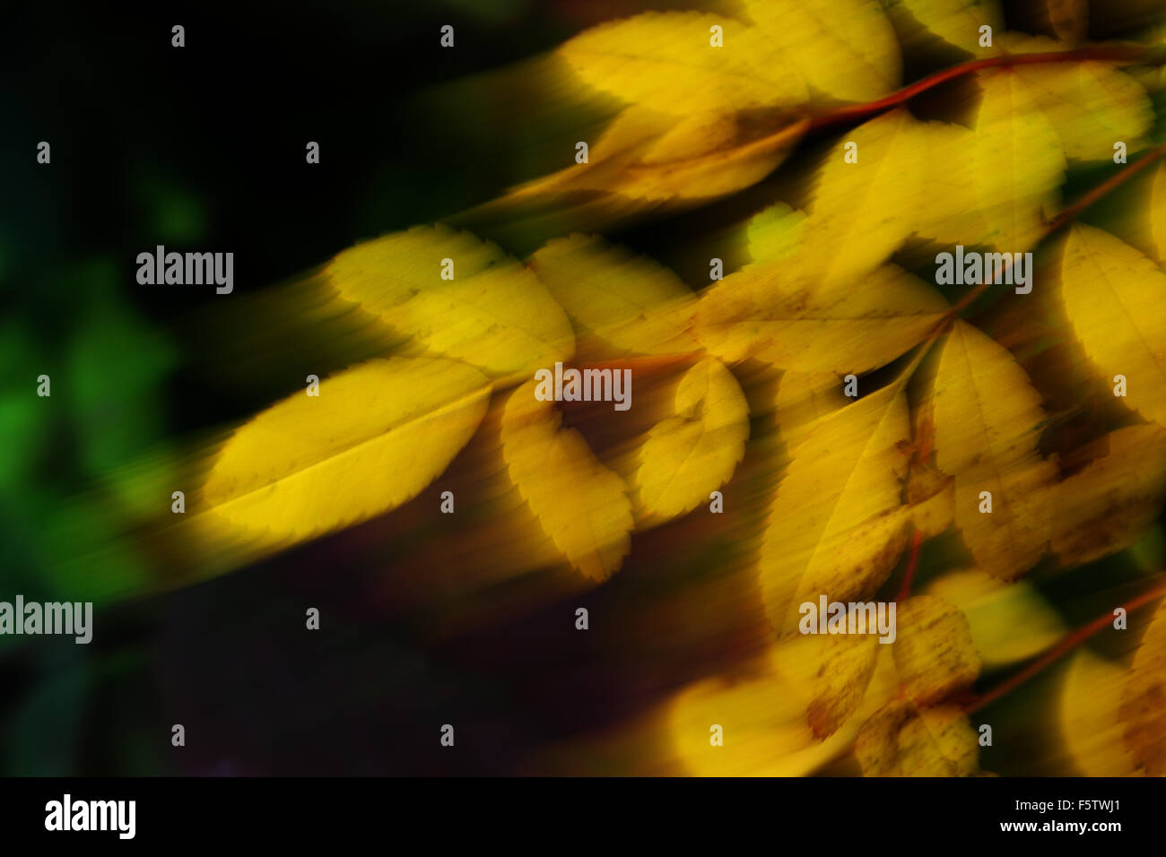 Yellow leaves, distorted Stock Photo - Alamy