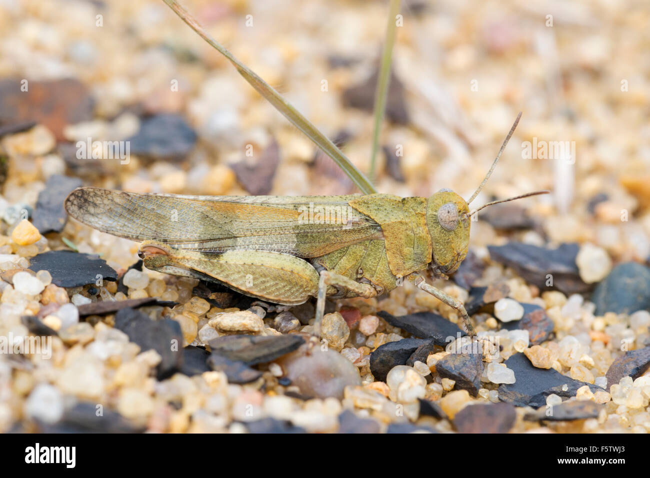 Oedipoda caerulescens hi-res stock photography and images - Alamy