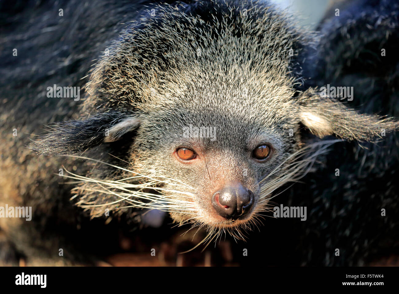 Arctictis binturong hi-res stock photography and images - Alamy