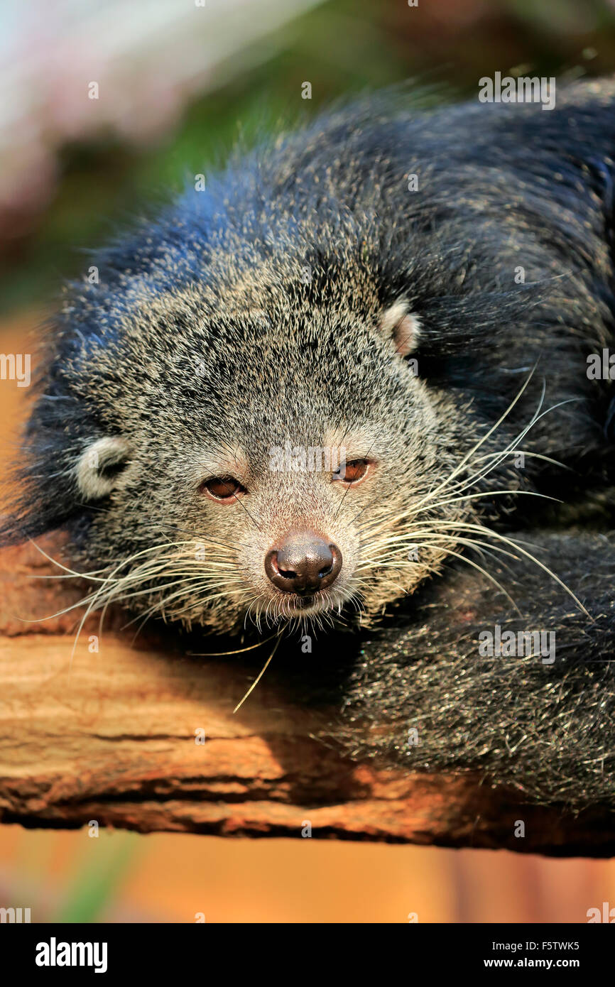 Binturong in tree hi-res stock photography and images - Alamy