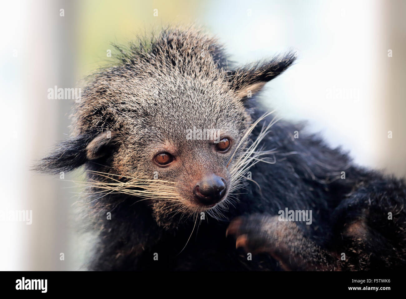 Arctictis Binturong Stock Photos & Arctictis Binturong Stock Images - Alamy