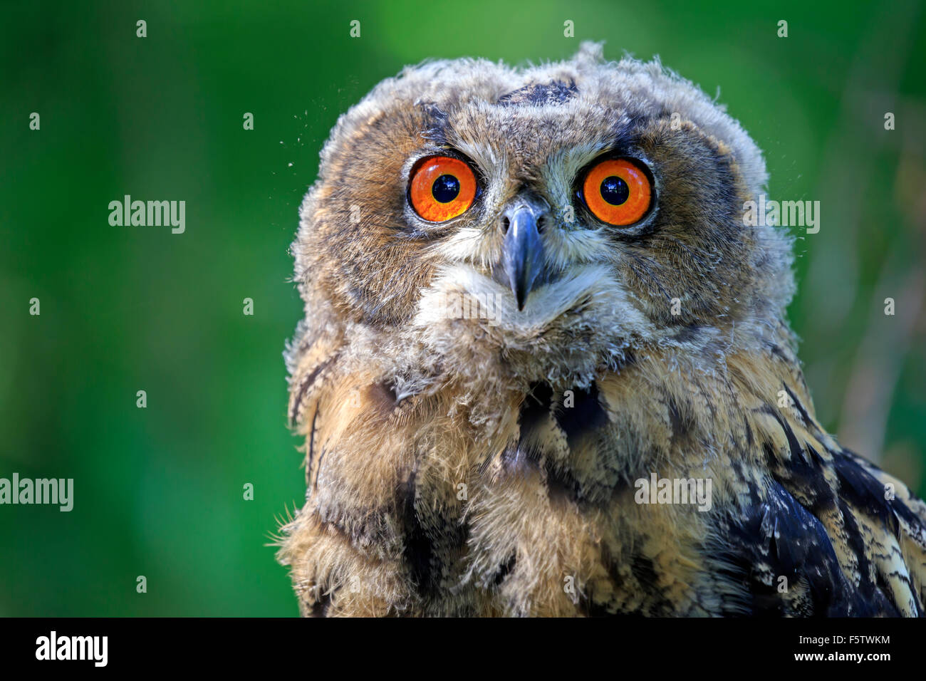 Eurasian Eagle-owe (Bubo bubo), adult, portrait, Kasselburg, Eifel ...