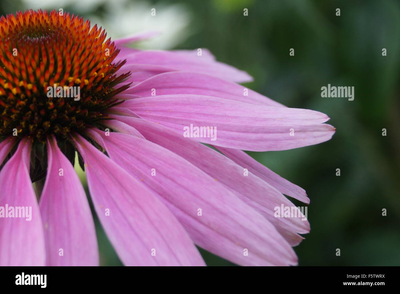 Flower new york hi-res stock photography and images - Alamy