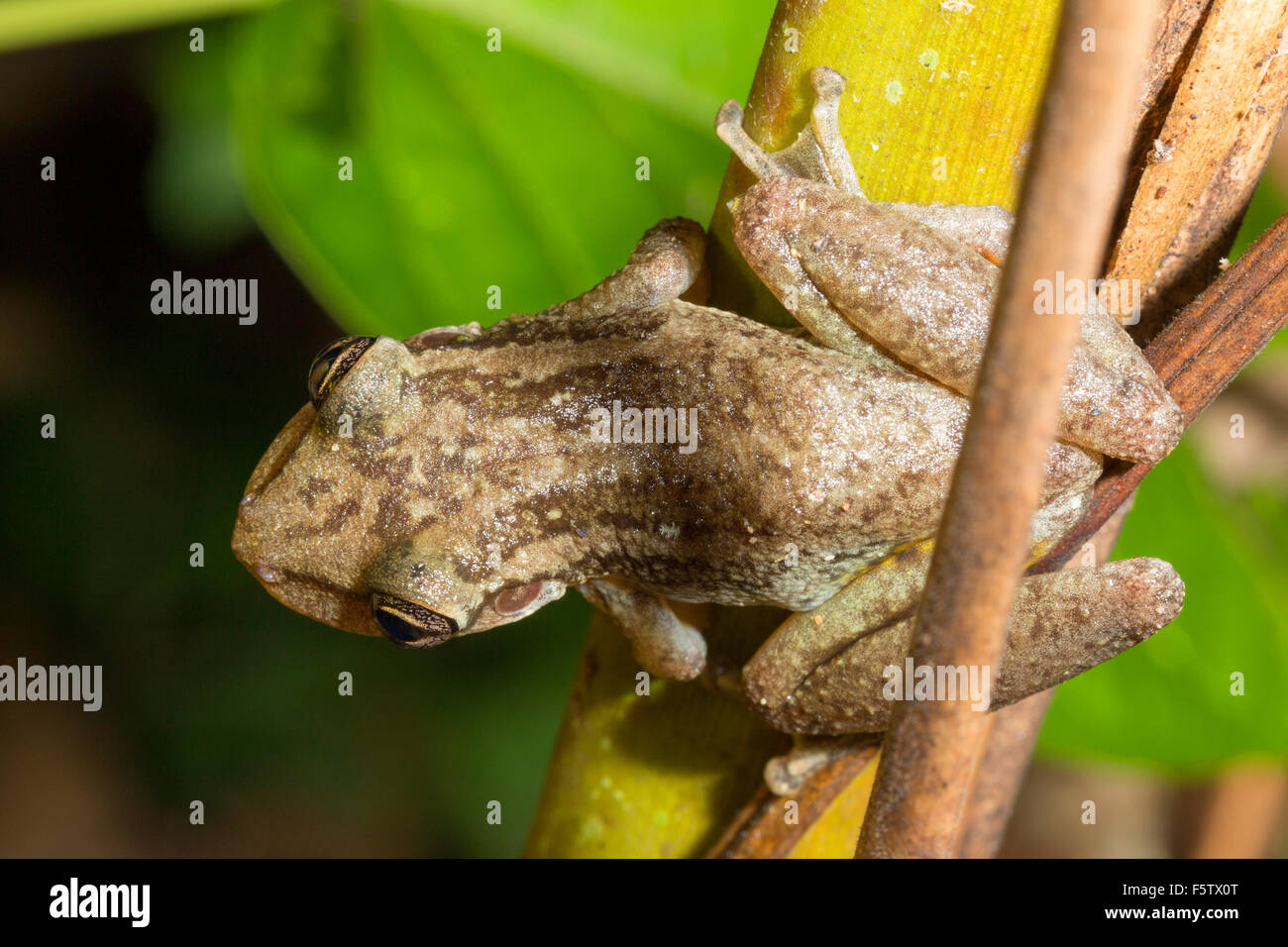 Red Snouted Treefrog (Scinax ruber) in rainforest understory vegetation ...
