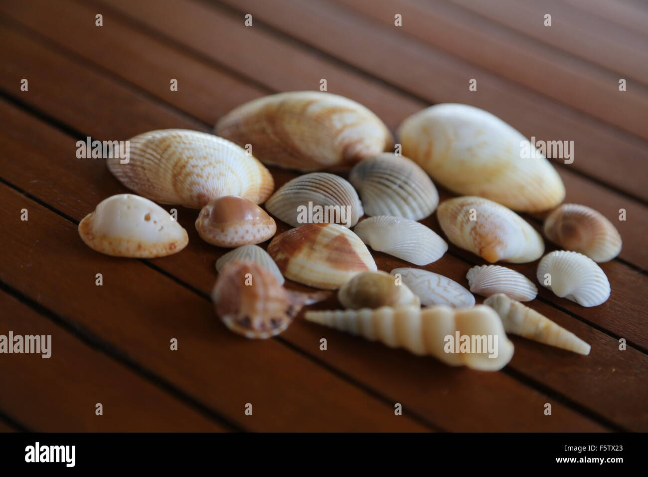 A cluster of colorful and textured collected seashells on a table of ...