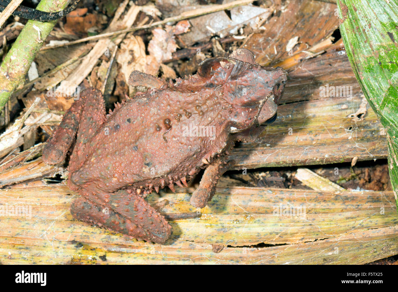 Crested Forest Toad (Rhinella margaritifera) camouflaged in the leaf ...
