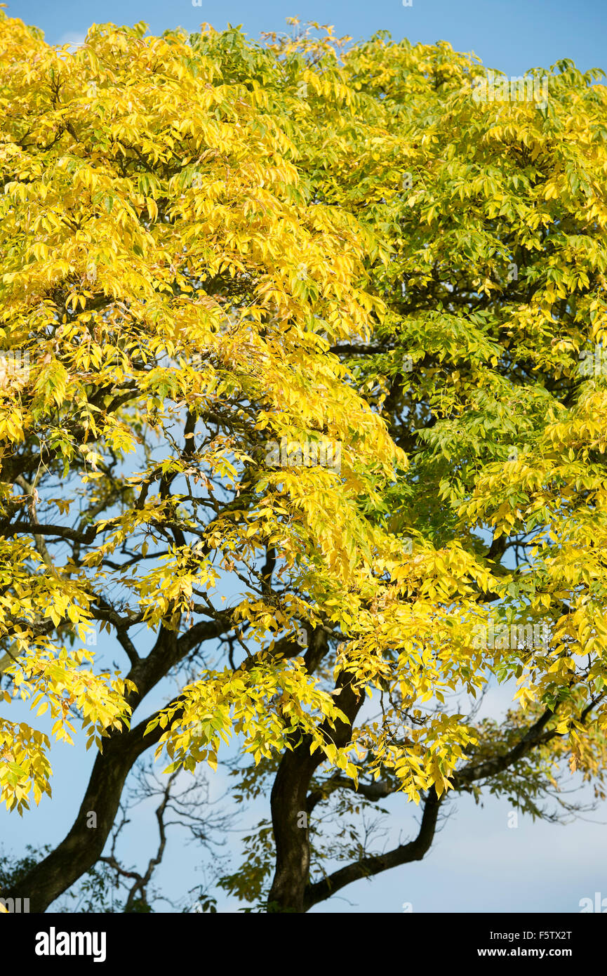 Phellodendron High Resolution Stock Photography and Images - Alamy