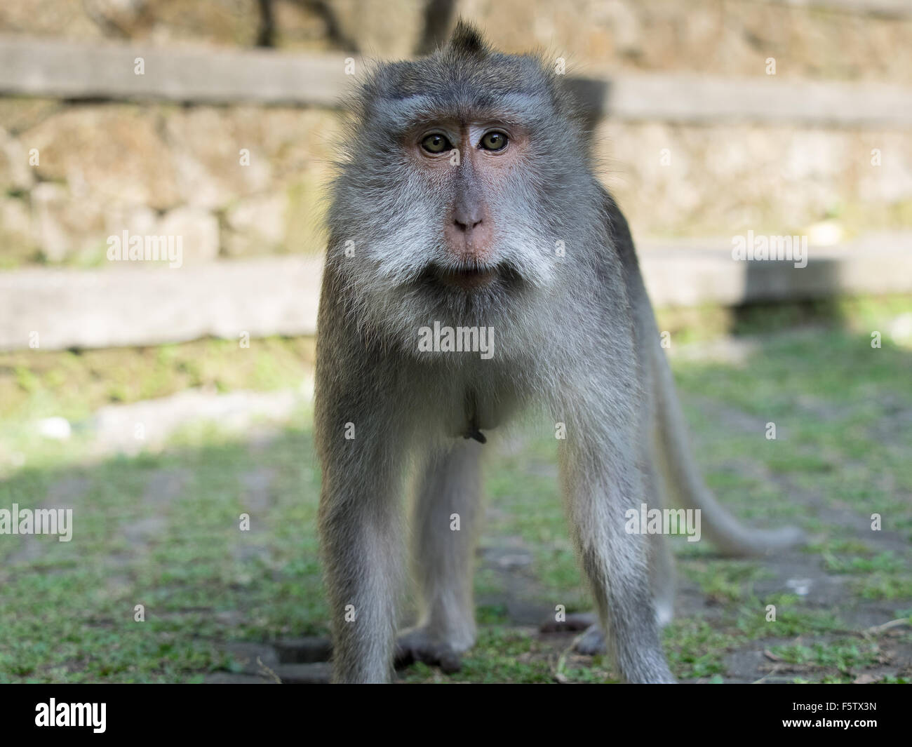 Macaque monkey in bali Stock Photo - Alamy