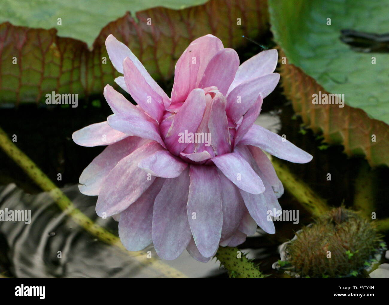 Closeup of a flowering South American Queen Victoria's water lily a.k.a ...