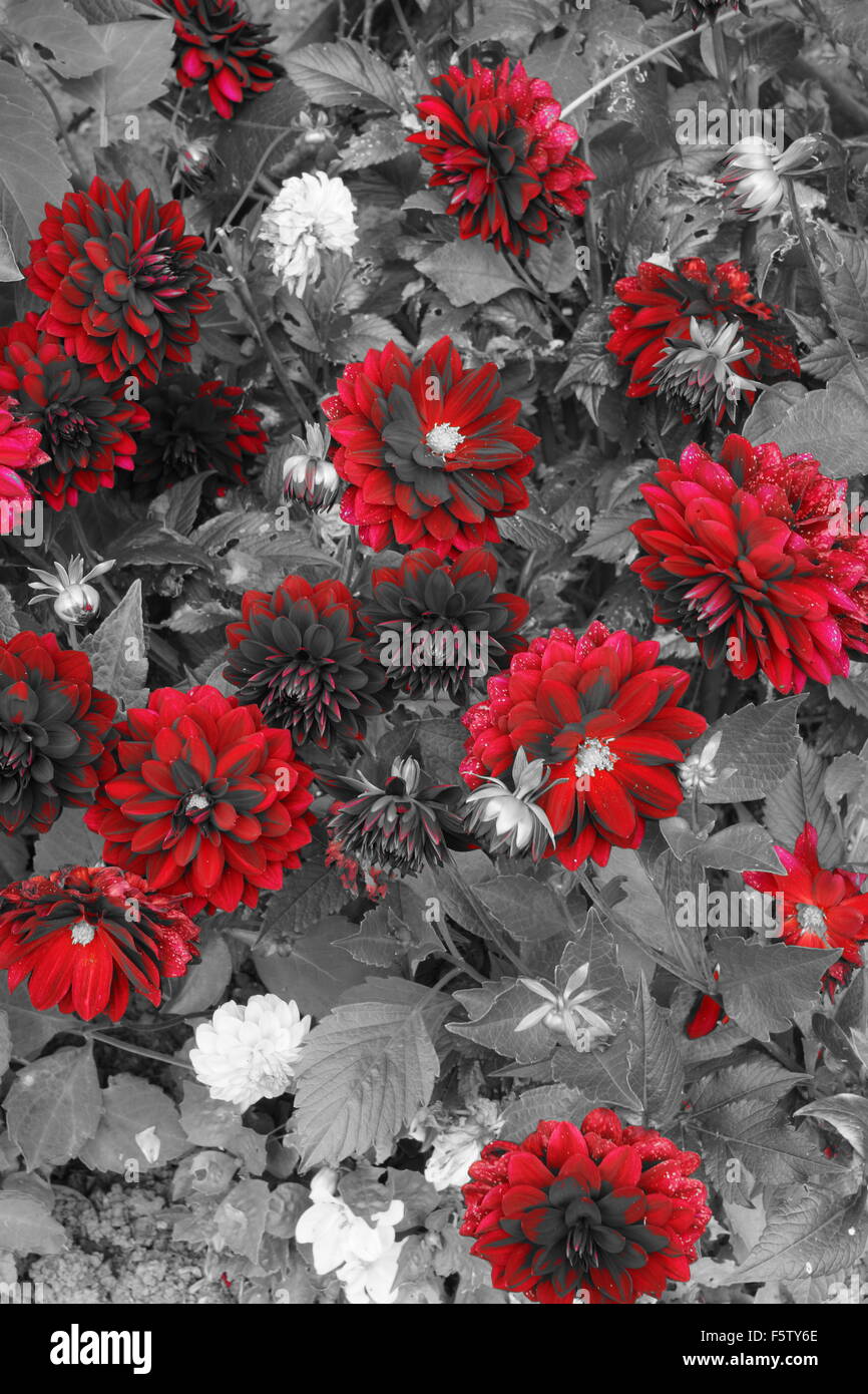 Greyscale background hi-res stock photography and images - Alamy