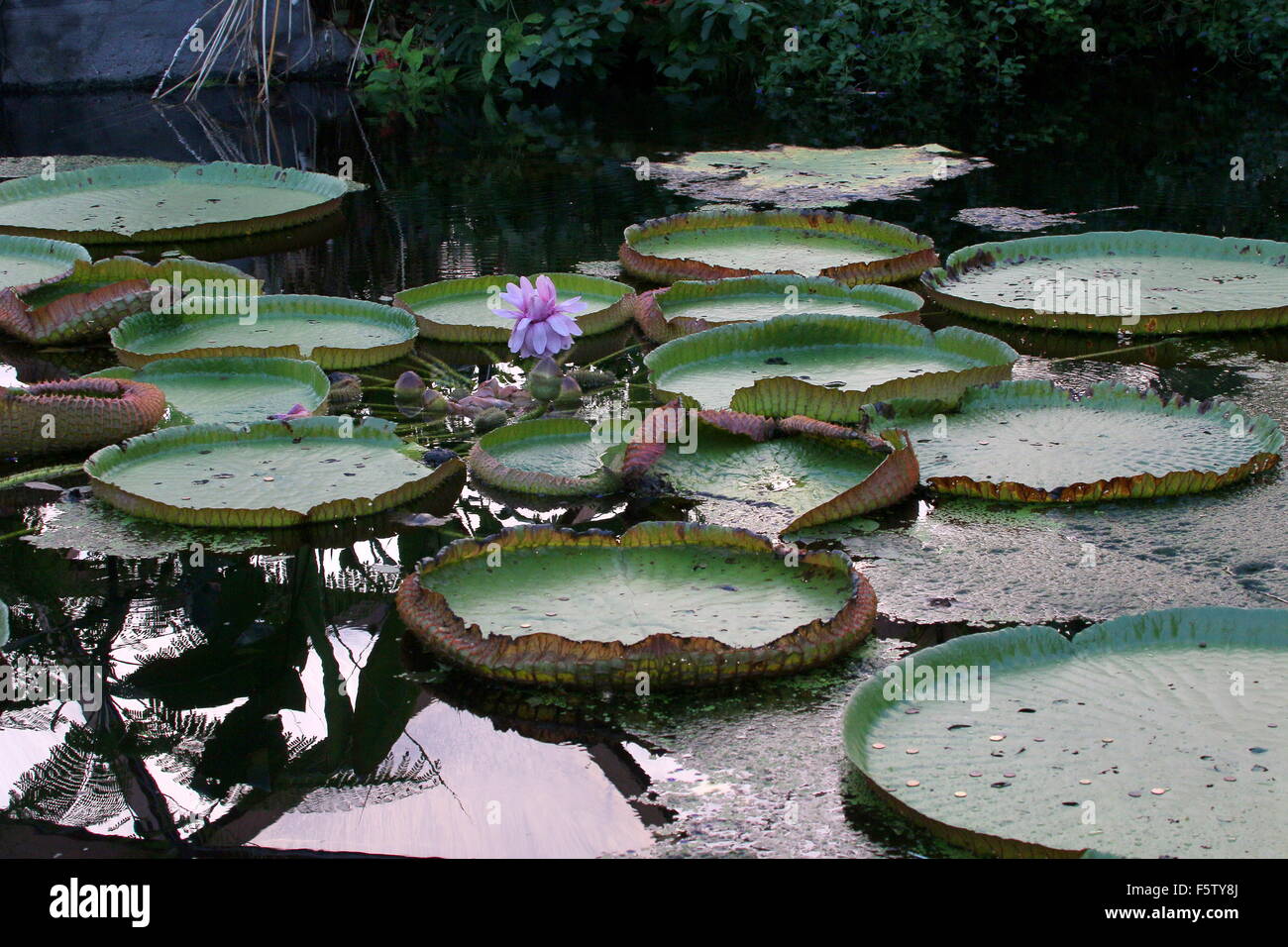 South American Queen Victoria's water lily a.k.a. Giant Amazon Water ...