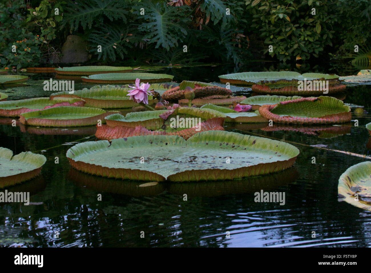 South American Queen Victoria's water lily a.k.a. Giant Amazon Water ...