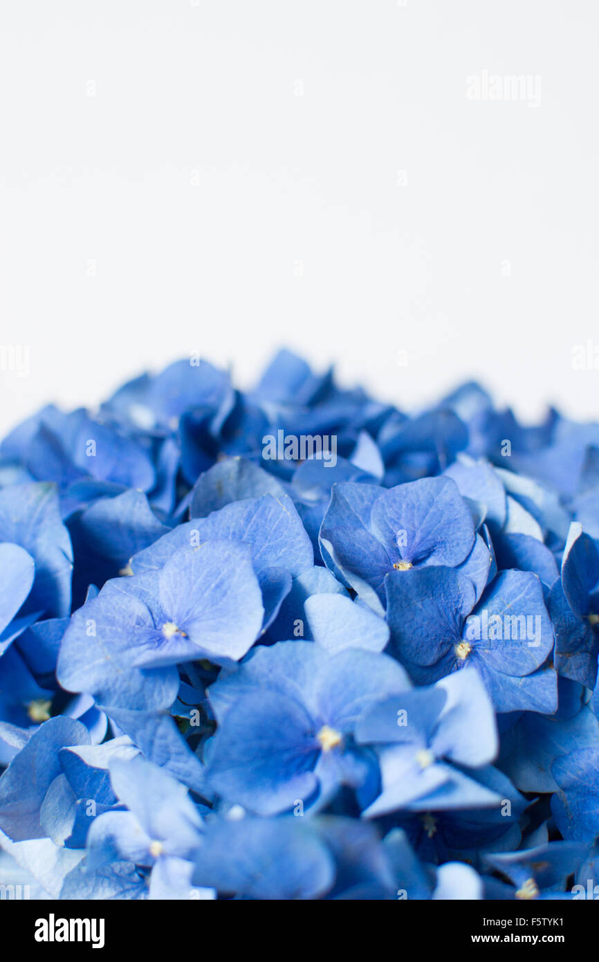 Hortensia blue flower hi-res stock photography and images - Alamy