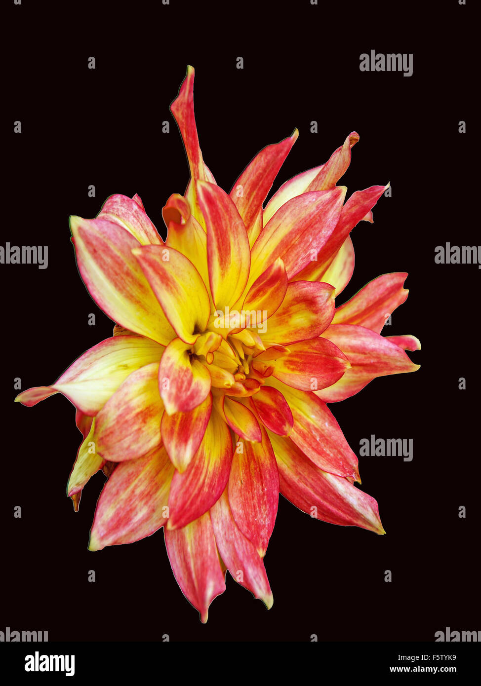 red/orange dahlia on black background Stock Photo - Alamy
