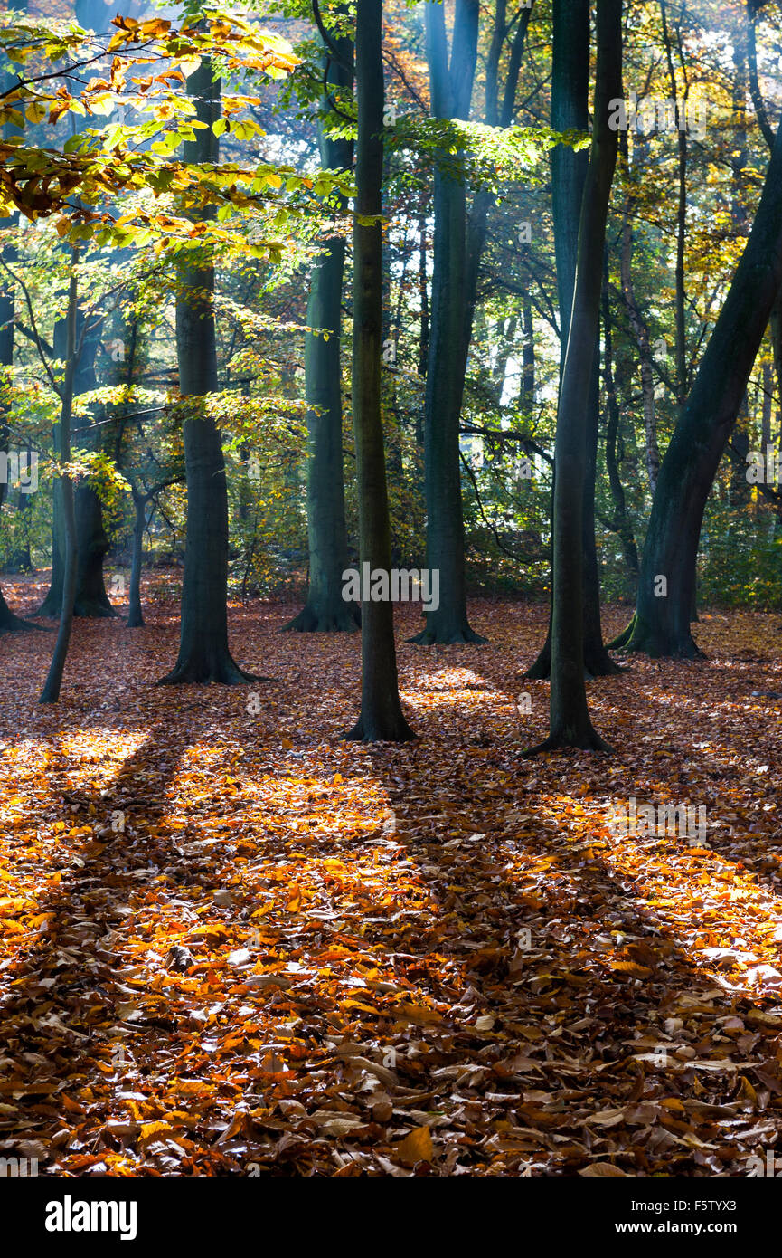 Belgium, Antwerp, middelheim park in autumn - fall Stock Photo - Alamy