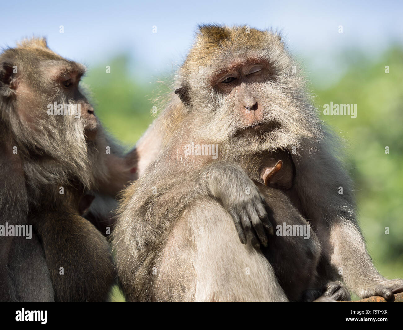 Macaque monkey in bali Stock Photo - Alamy