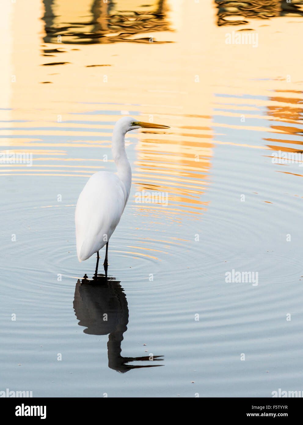 Del rey lagoon hi-res stock photography and images - Alamy