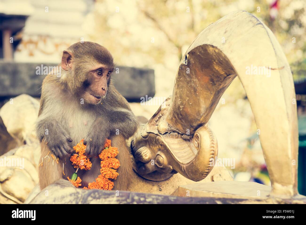 Monkey playing with religious offering Stock Photo - Alamy