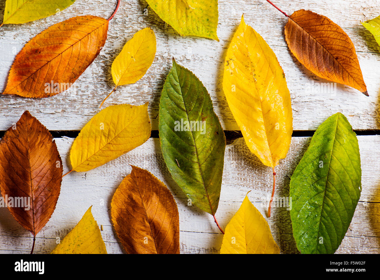 Leaf composition hi-res stock photography and images - Alamy