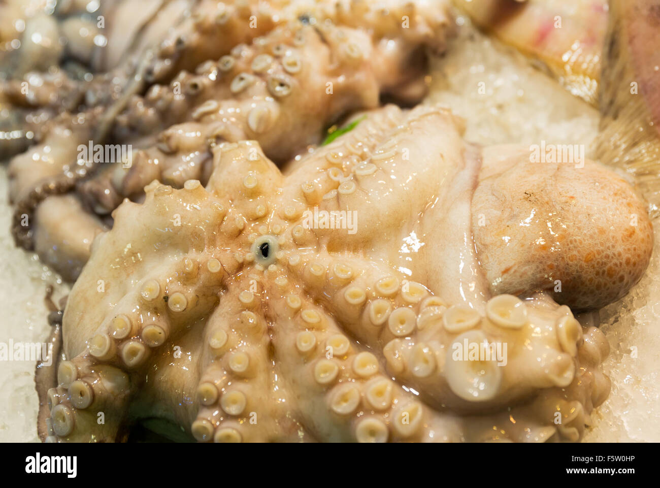 Octopus on ice in seafood market Stock Photo - Alamy