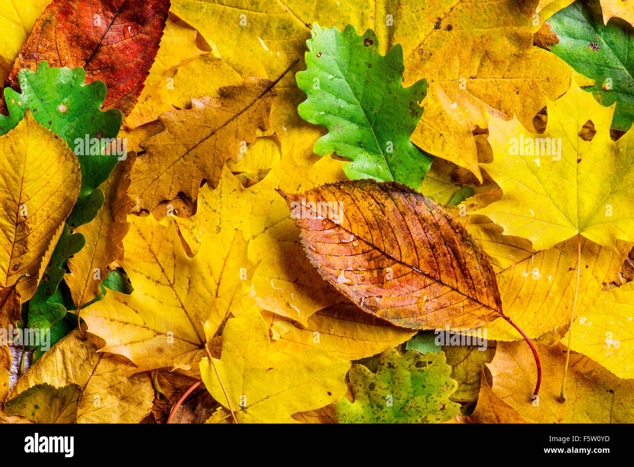 Autumn leaf composition Stock Photo - Alamy