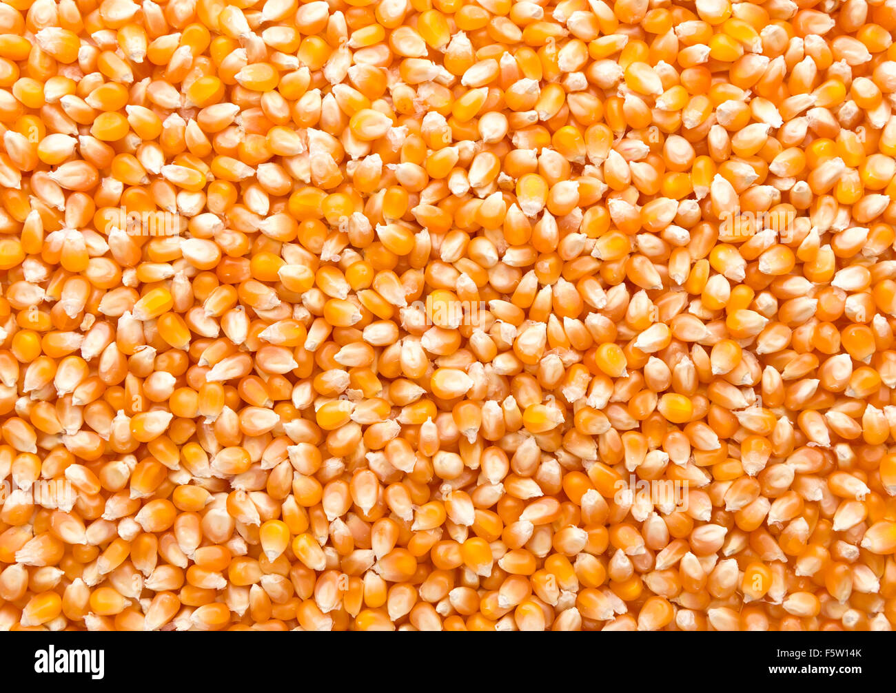 Closeup of maize grains background Stock Photo - Alamy