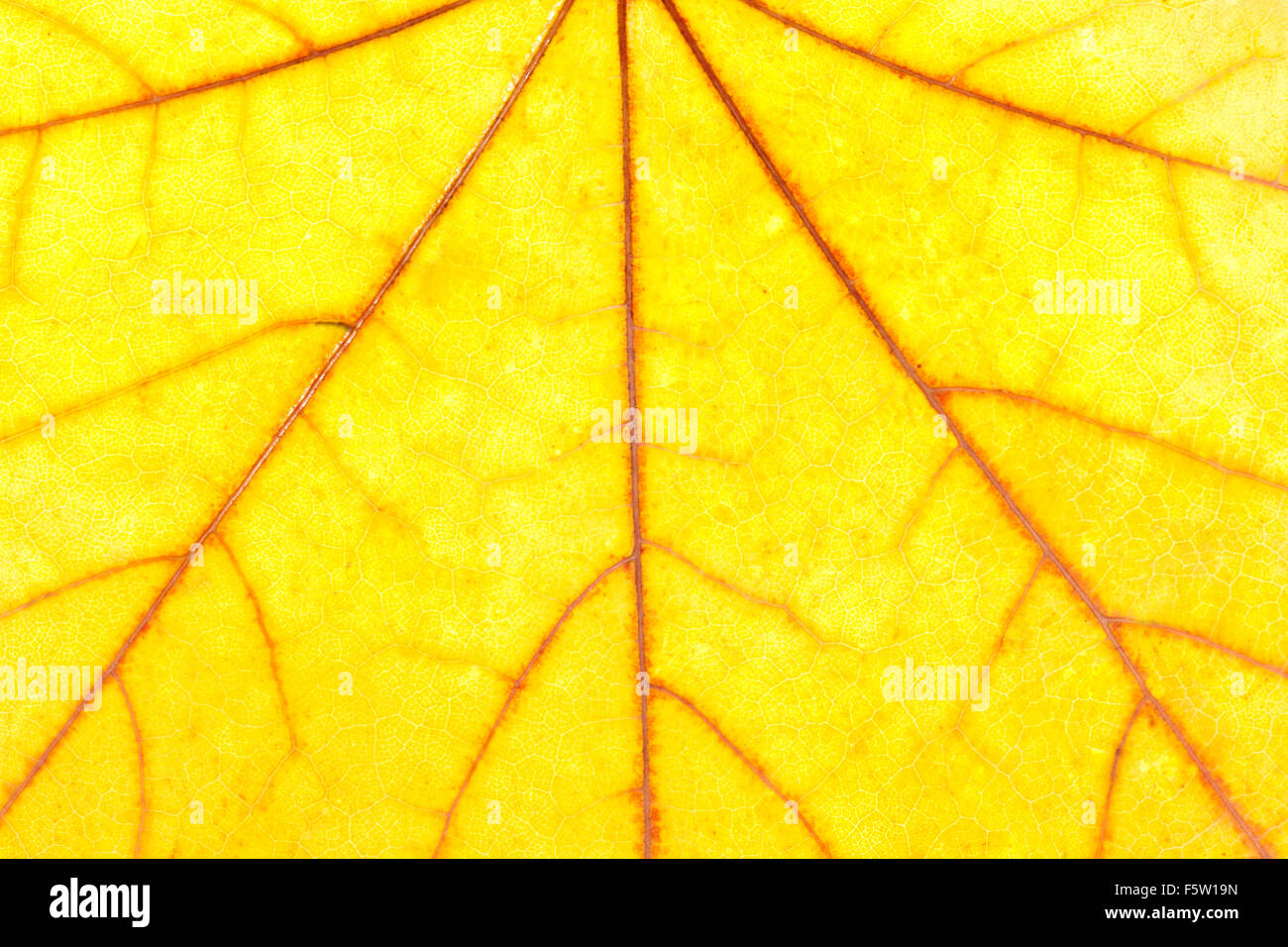 Close-up of autumn yellow maple leaf. Use for background Stock Photo ...